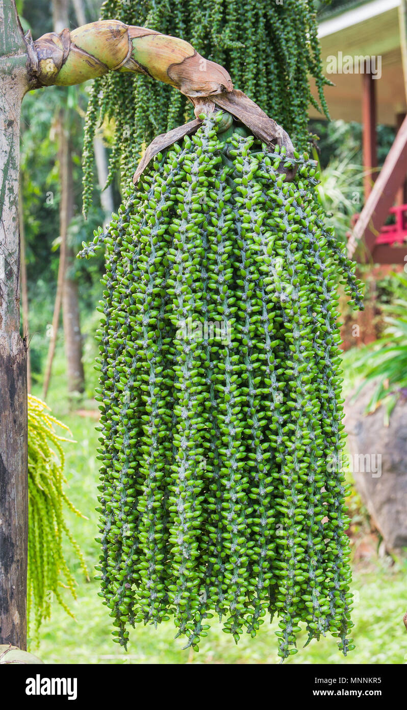 Caryota High Resolution Stock Photography and Images - Alamy
