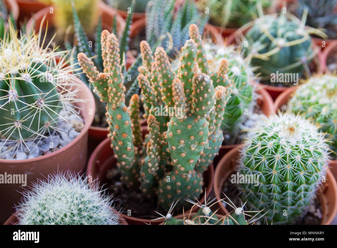 closeup small cactus plant in flower pots Stock Photo - Alamy