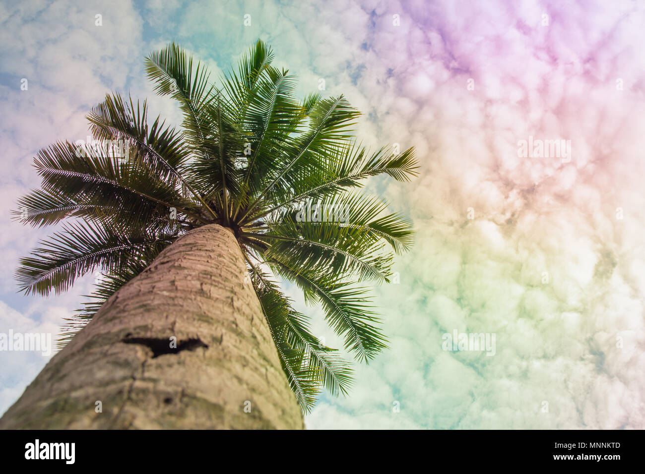 palm trees - vintage effect filter and light leak filter effect Stock ...