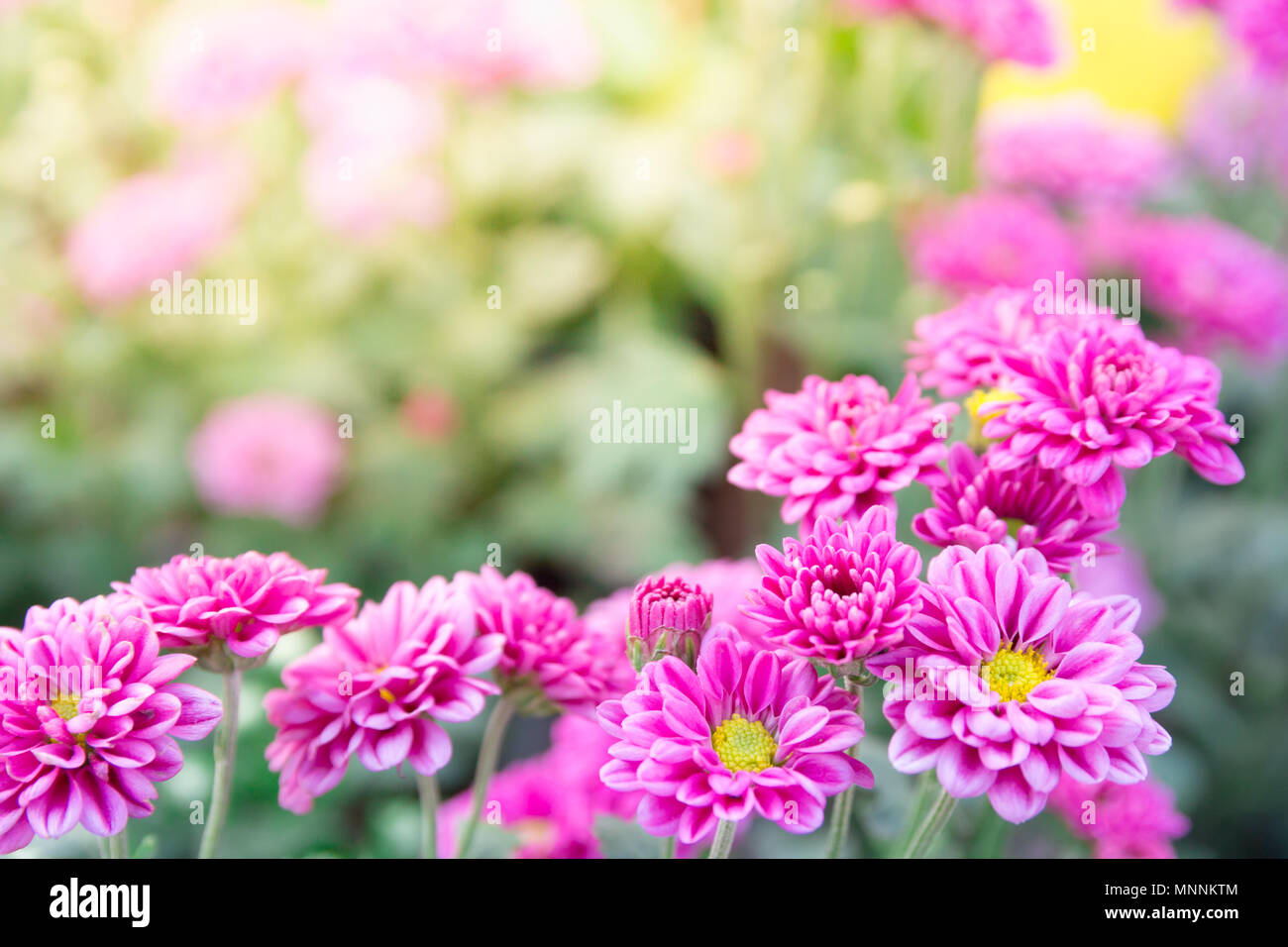 The pink gerber daisies flowers spring flowers on the at sunset Stock ...