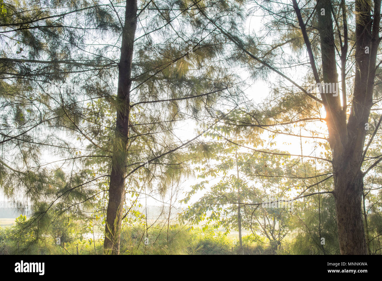 Spring Summer Sun Shining Through Canopy Of Tall Trees. Sunlight In ...