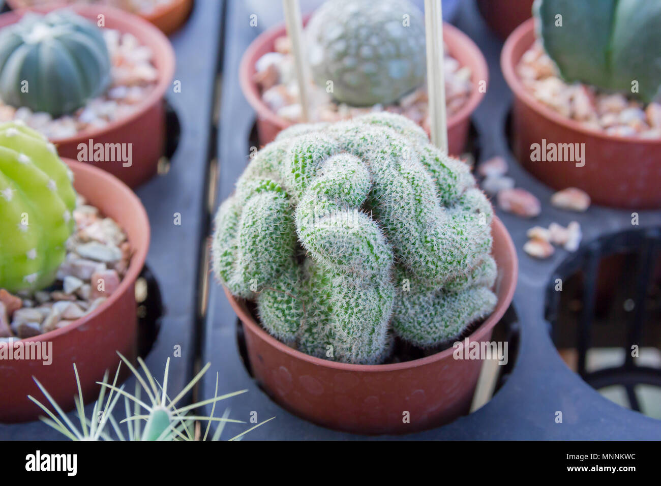 closeup small cactus plant in flower pots Stock Photo - Alamy