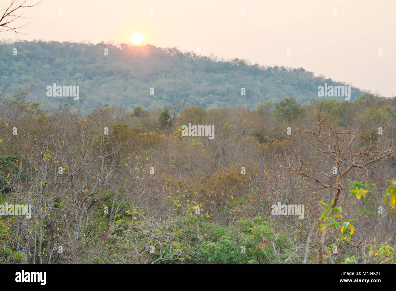 nature green trees with nice sunset scene in mountains Stock Photo - Alamy