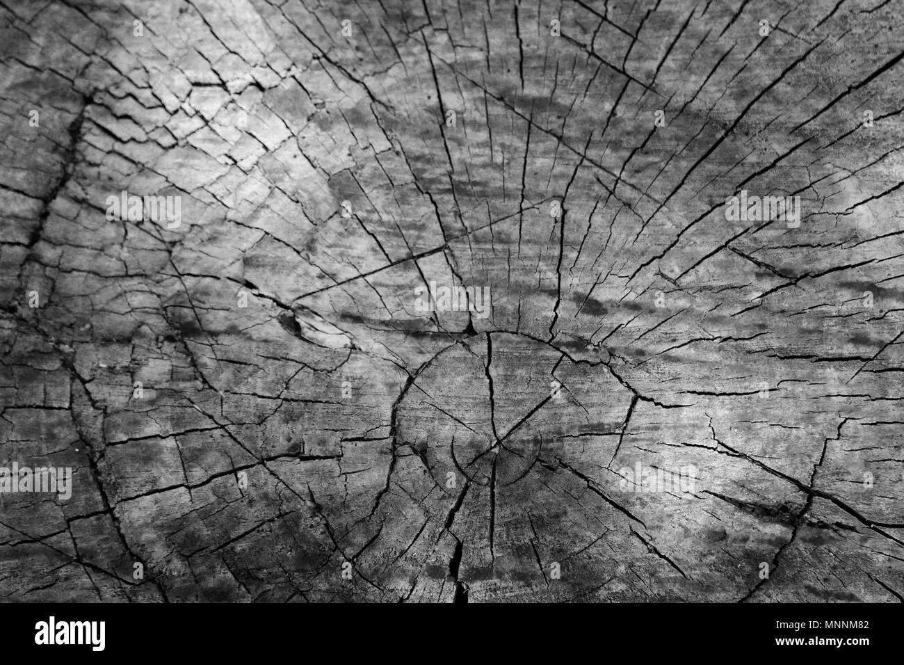 Wooden vintage texture. Old textured background. Tree cut dark ...