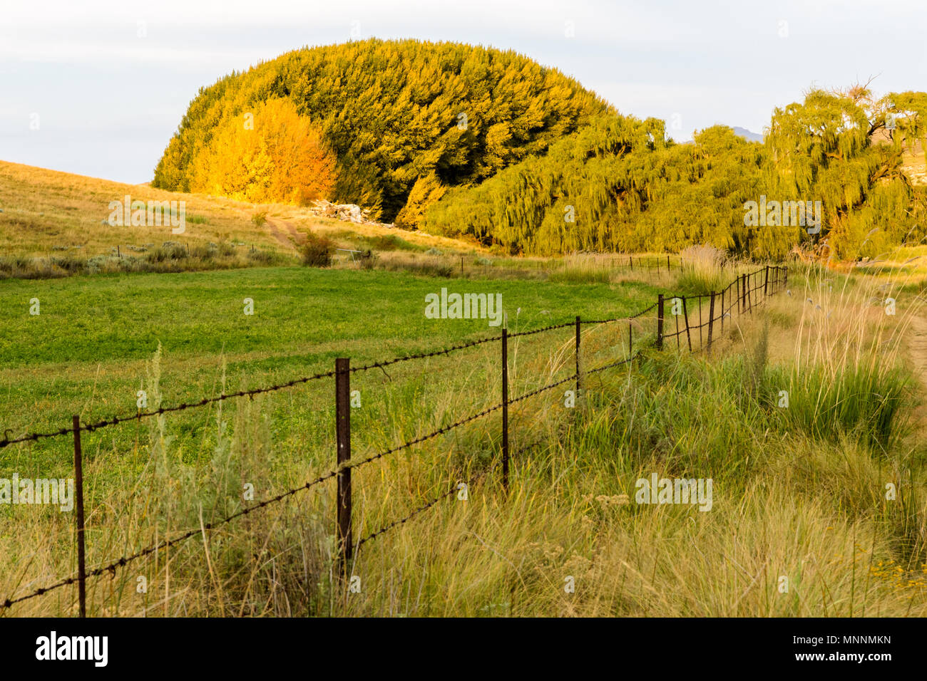 Colourful trees hi-res stock photography and images - Alamy