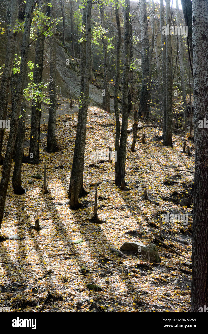 Autumn leaves falling in a forest Stock Photo - Alamy
