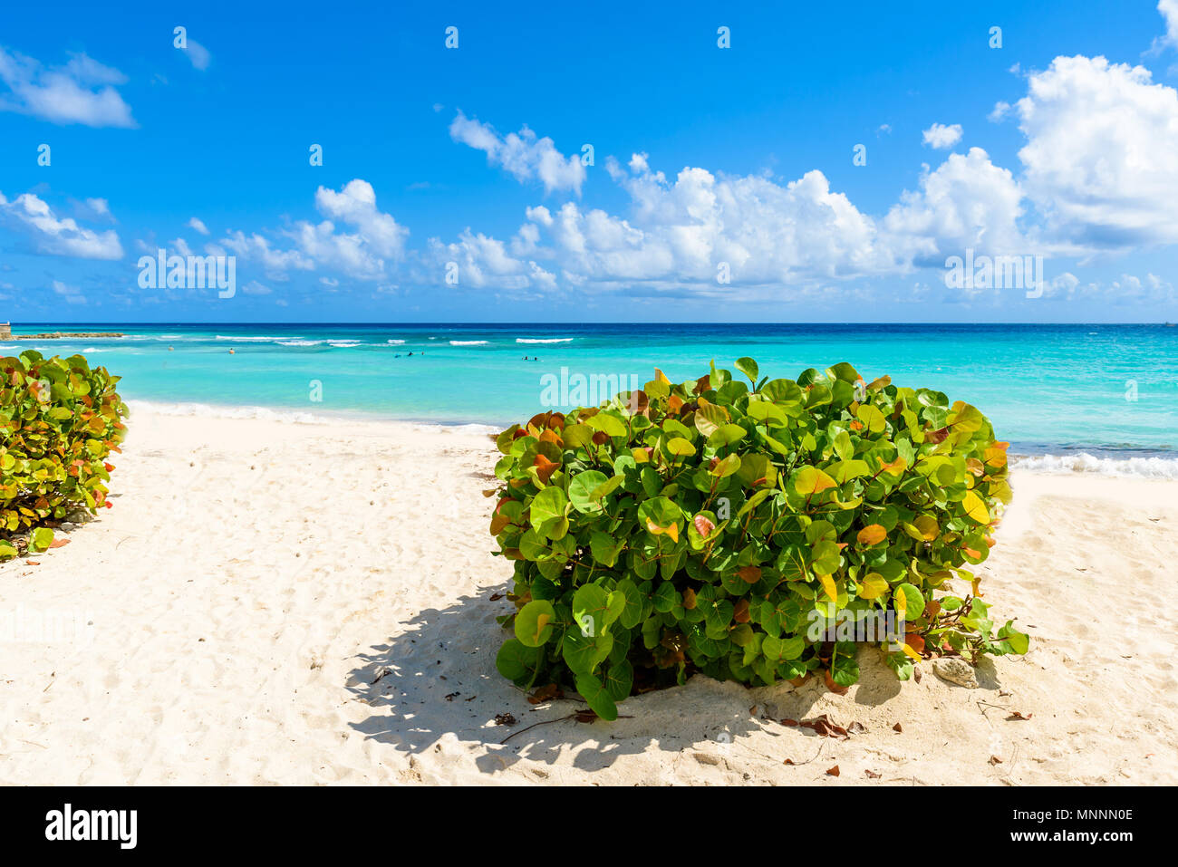 Dover Beach - tropical beach on the Caribbean island of Barbados. It is ...