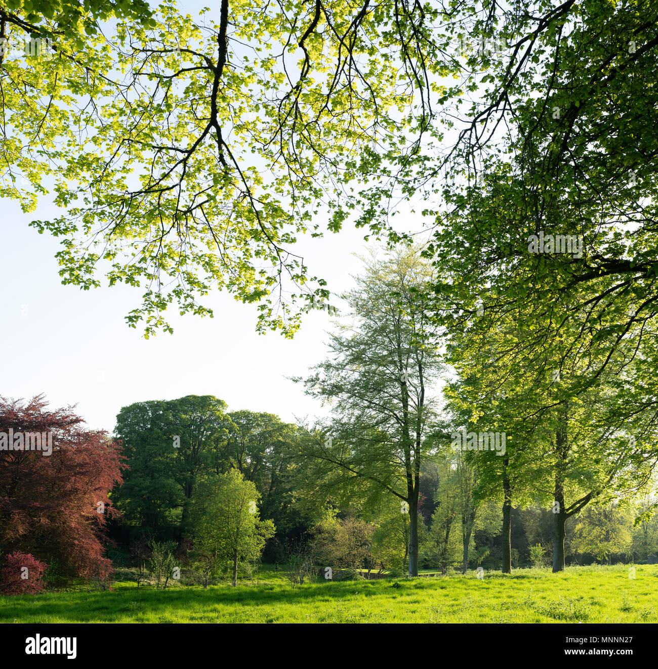 Shadow f tree hi-res stock photography and images - Alamy