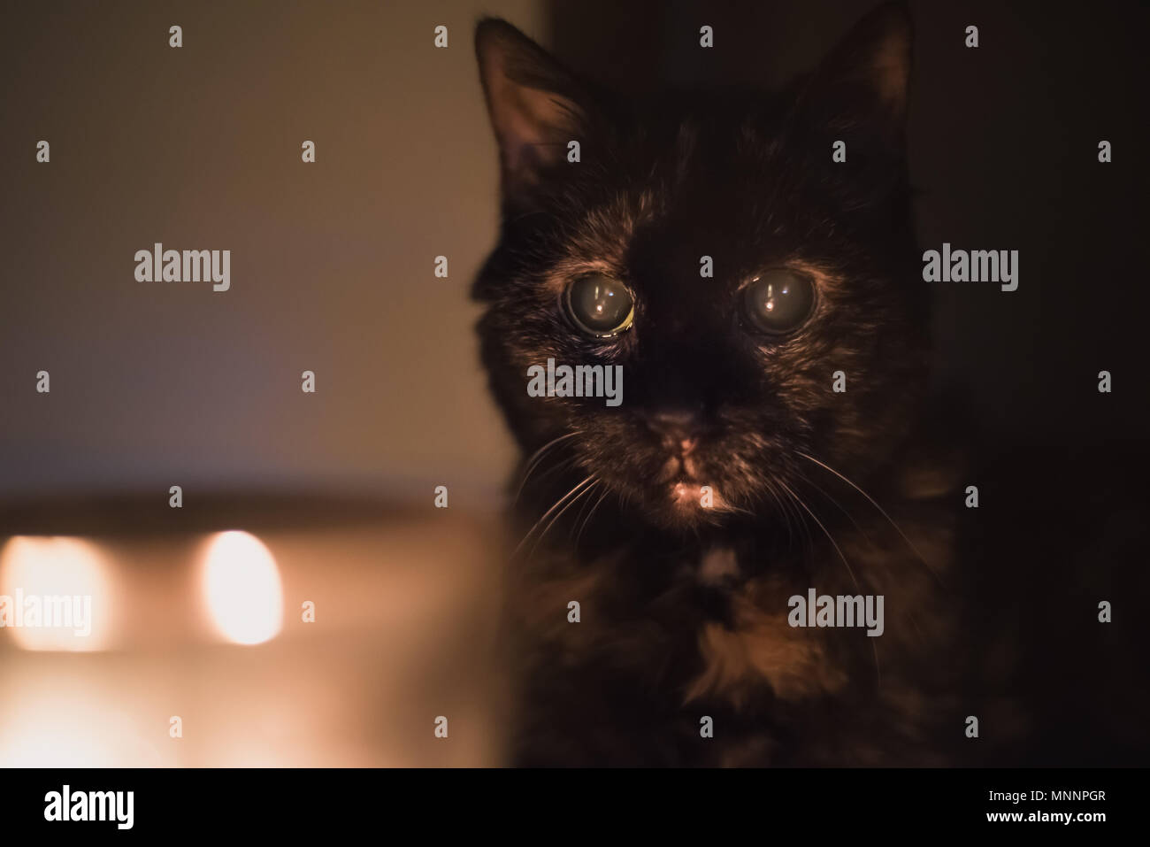 Tortoise kittens hi-res stock photography and images - Alamy