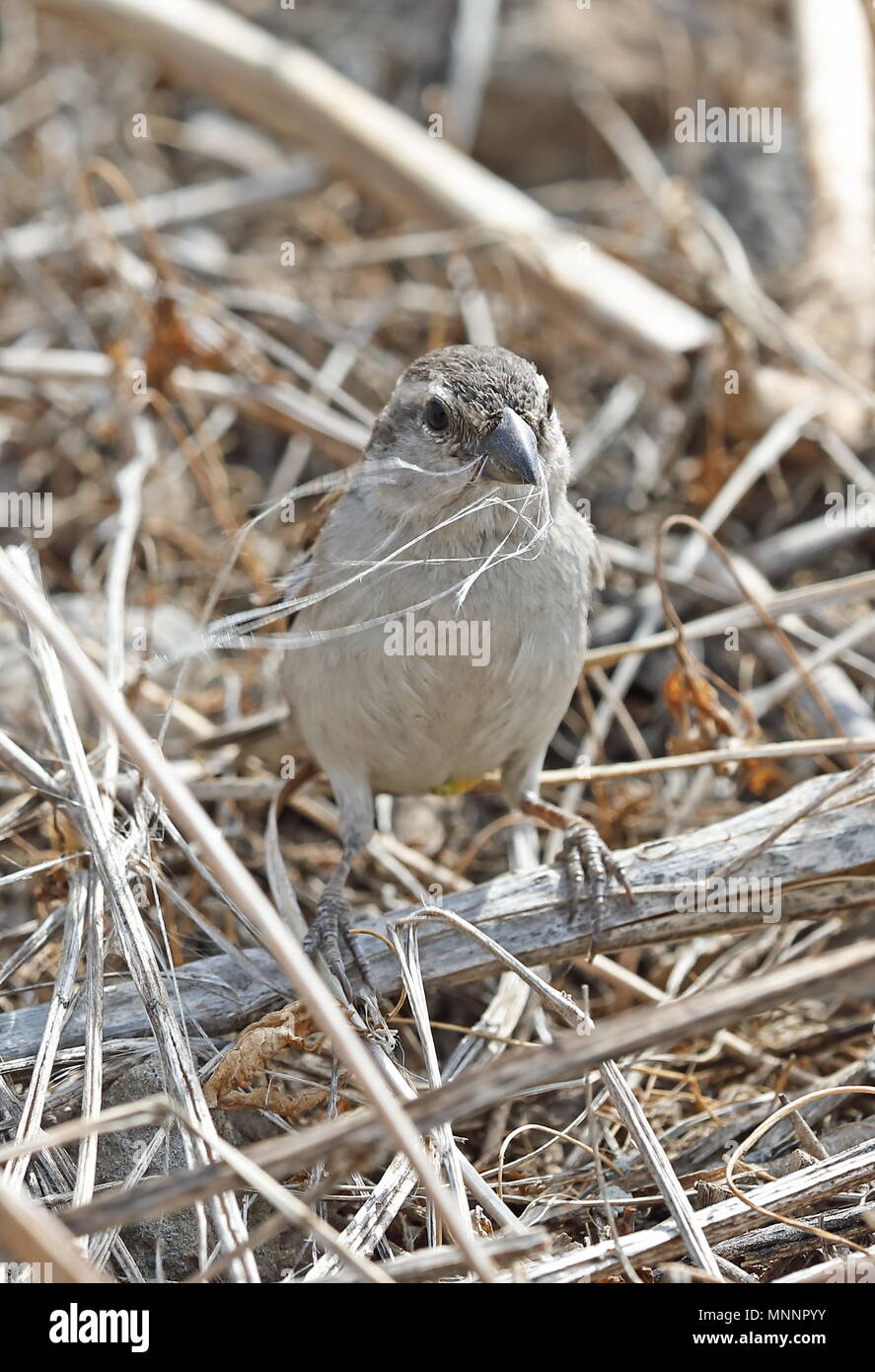 Cape Verde Sparrow (Passer iagoensis) adult female on ground collecting ...