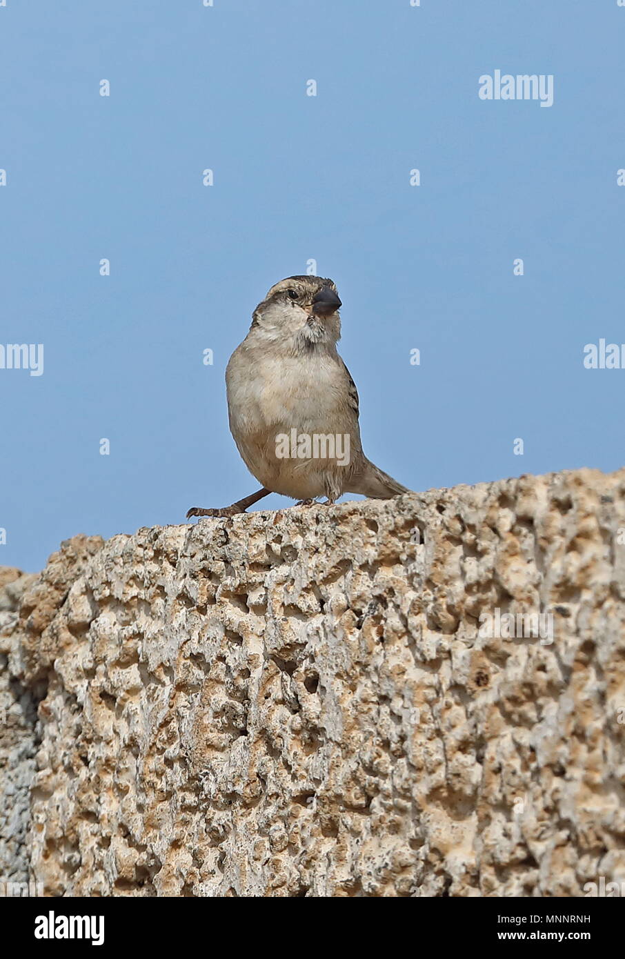 Cape Verde Sparrow (Passer iagoensis) adult female perched on block ...