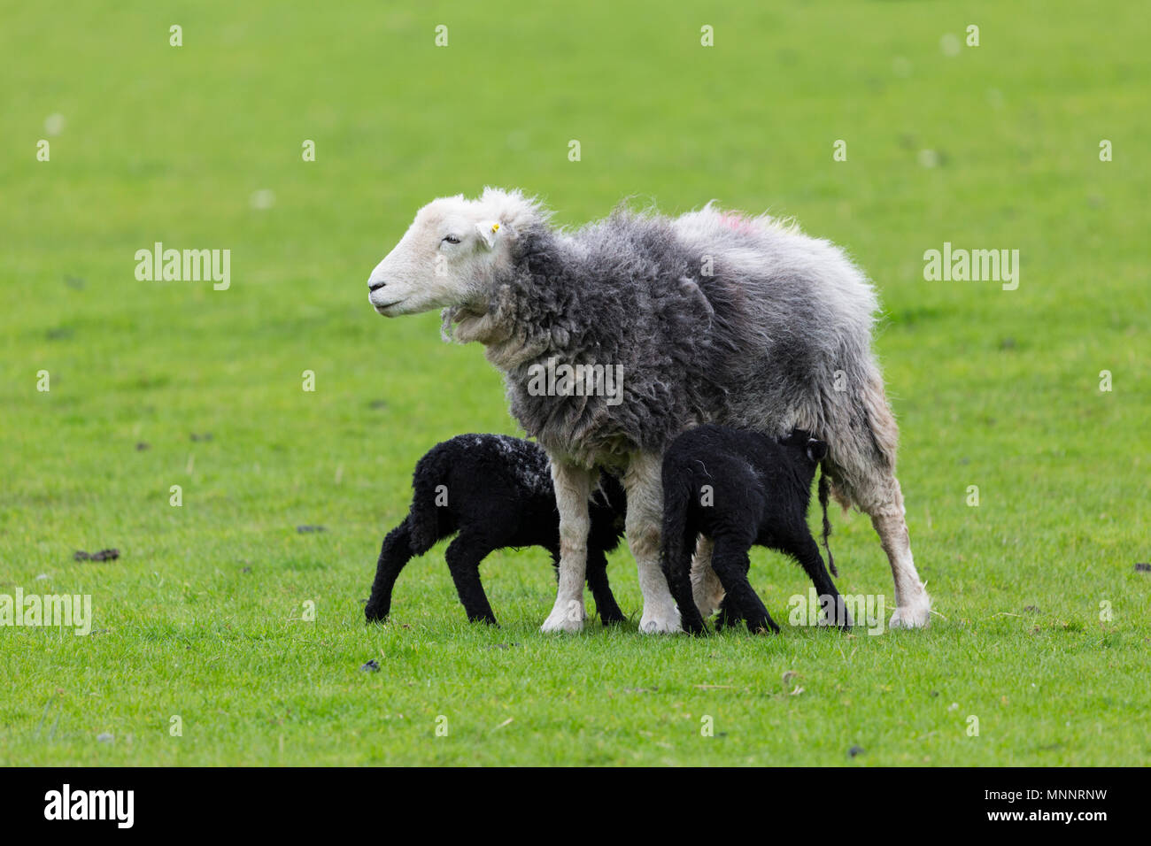 Hardy upland sheep breed hi-res stock photography and images - Alamy