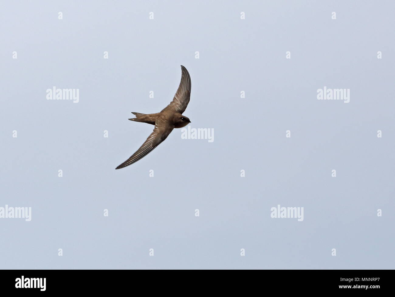 Alexanders Swift (Apus alexandri) adult in flight Santiago Island, Cape ...