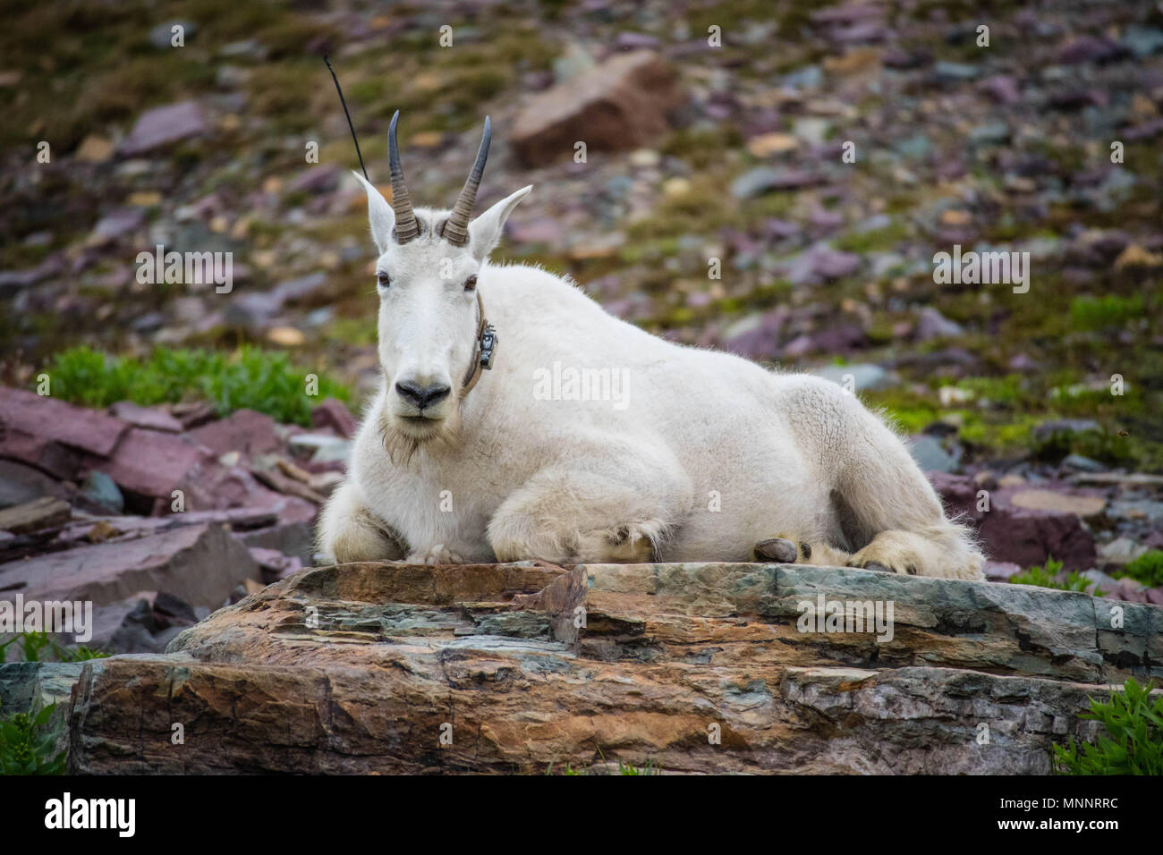Goat glacier national park hi-res stock photography and images - Alamy