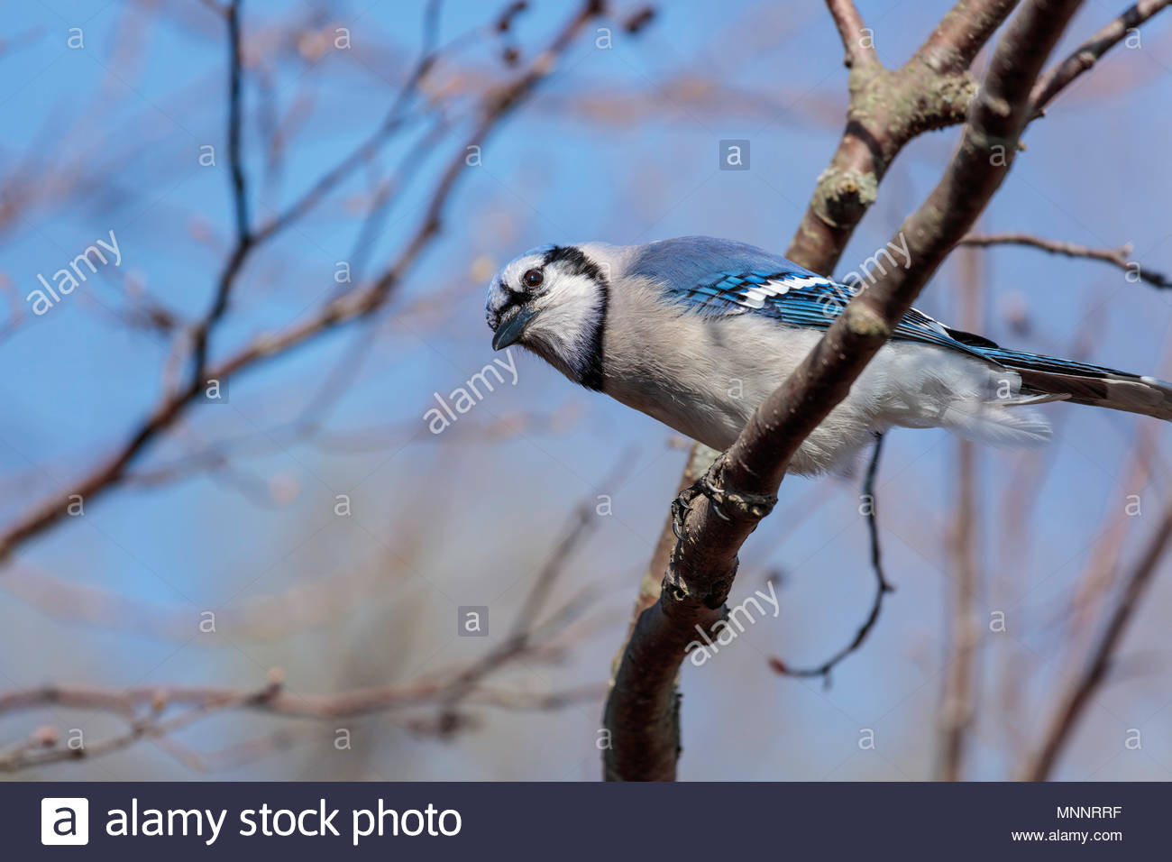 Blue Songbird High Resolution Stock Photography and Images - Alamy