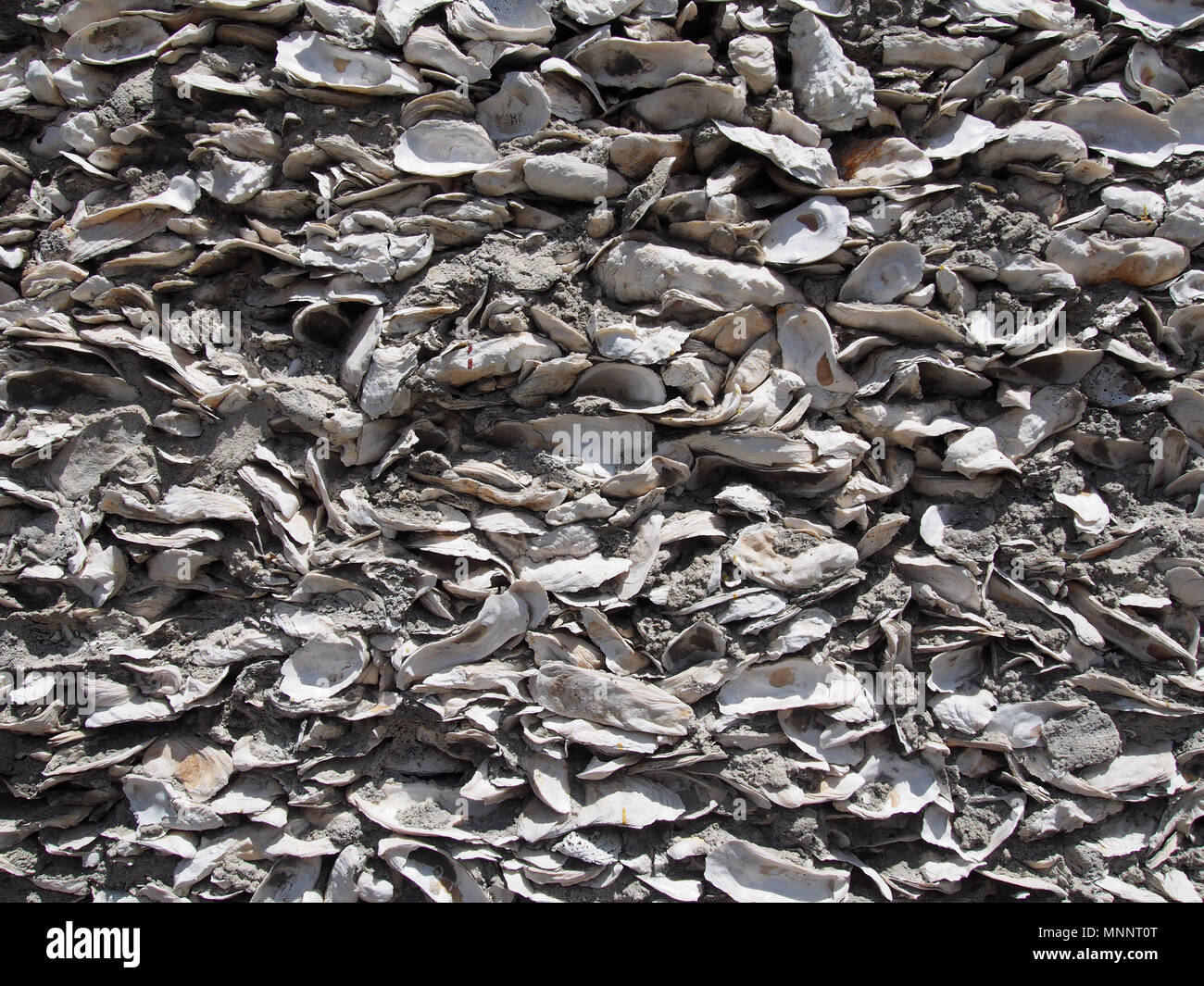 Coquina shells hi-res stock photography and images - Alamy