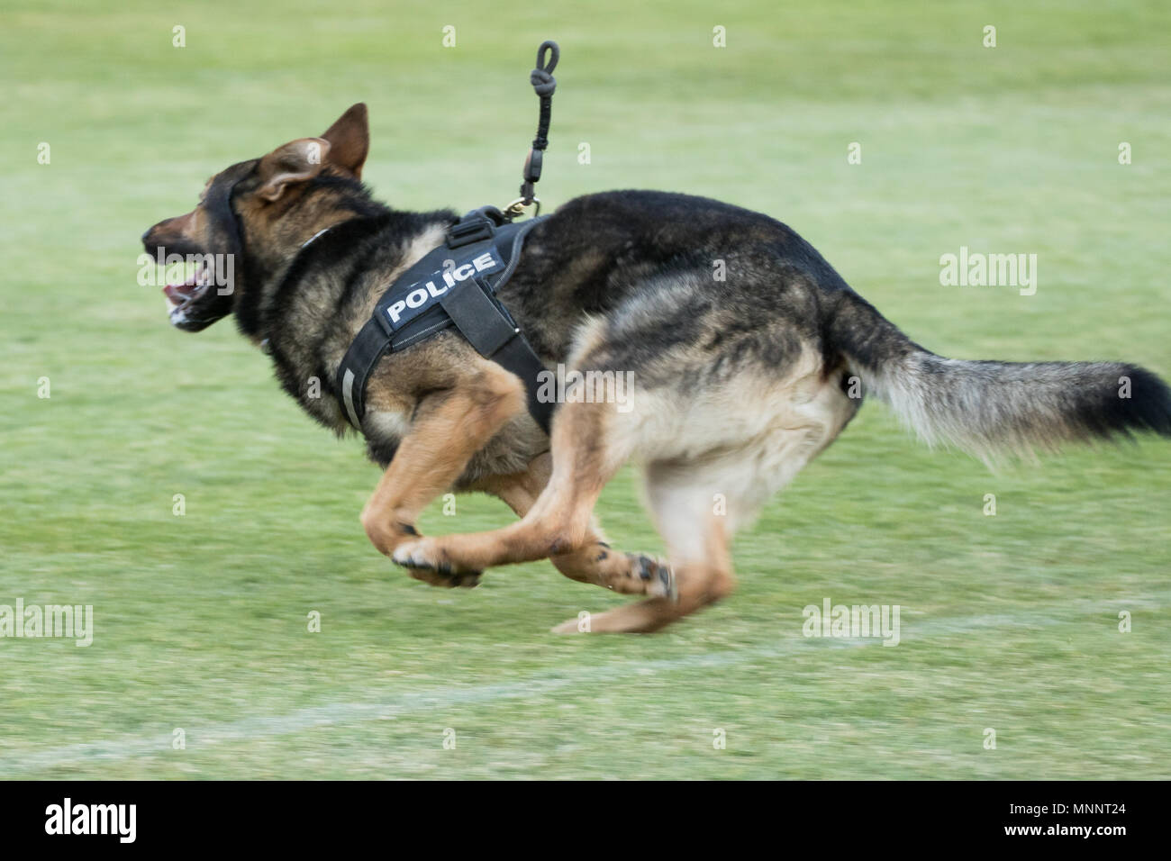 Police dog display hi-res stock photography and images - Alamy