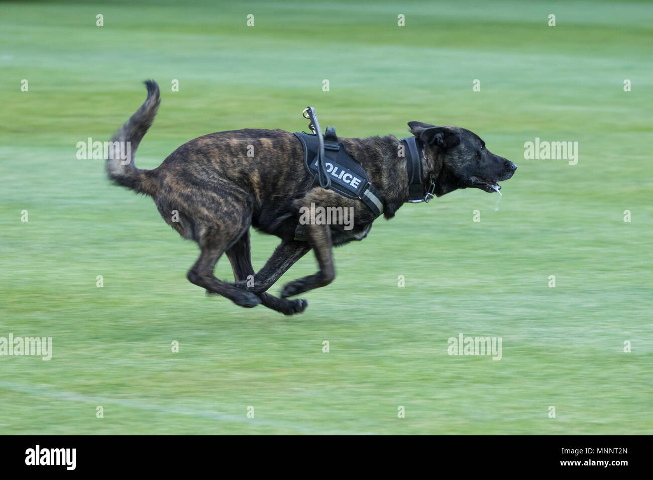 Police dog tracking dog hi-res stock photography and images - Alamy