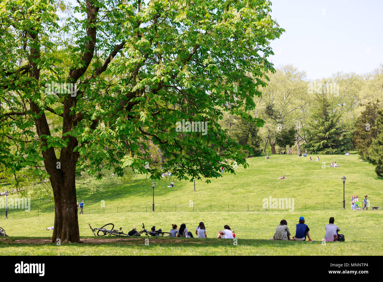 New York, USA - May 8, 2018 : Scenery of Central Park at spring in NYC ...