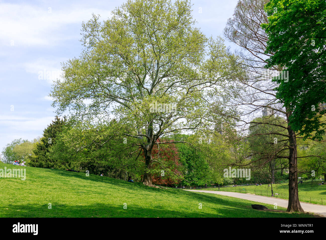 New York, USA - May 8, 2018 : Scenery of Central Park at spring in NYC ...