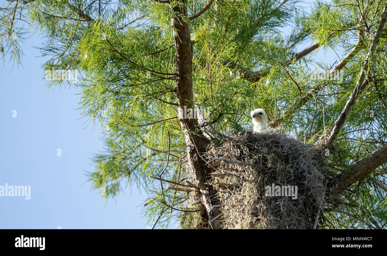Fuzzy head of a swallow-tailed kite Elanoides forficatus chick in a ...