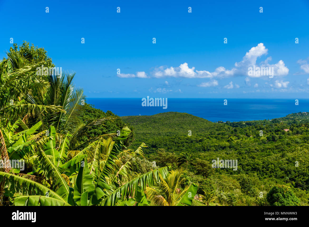 St lucia rain forest hi-res stock photography and images - Alamy