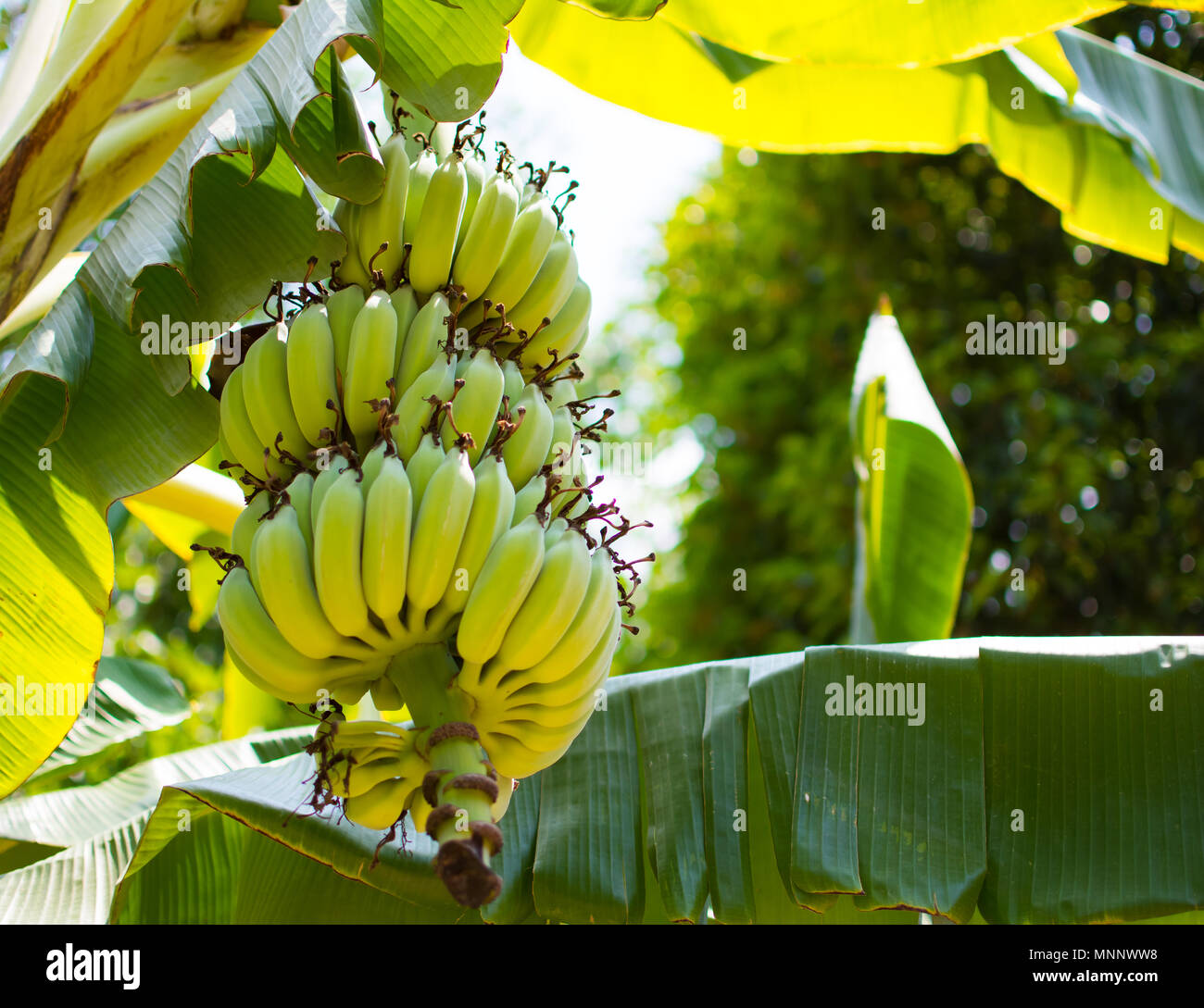 This banana bunch is almost ripe. It is a very nice bunch, no scratch ...