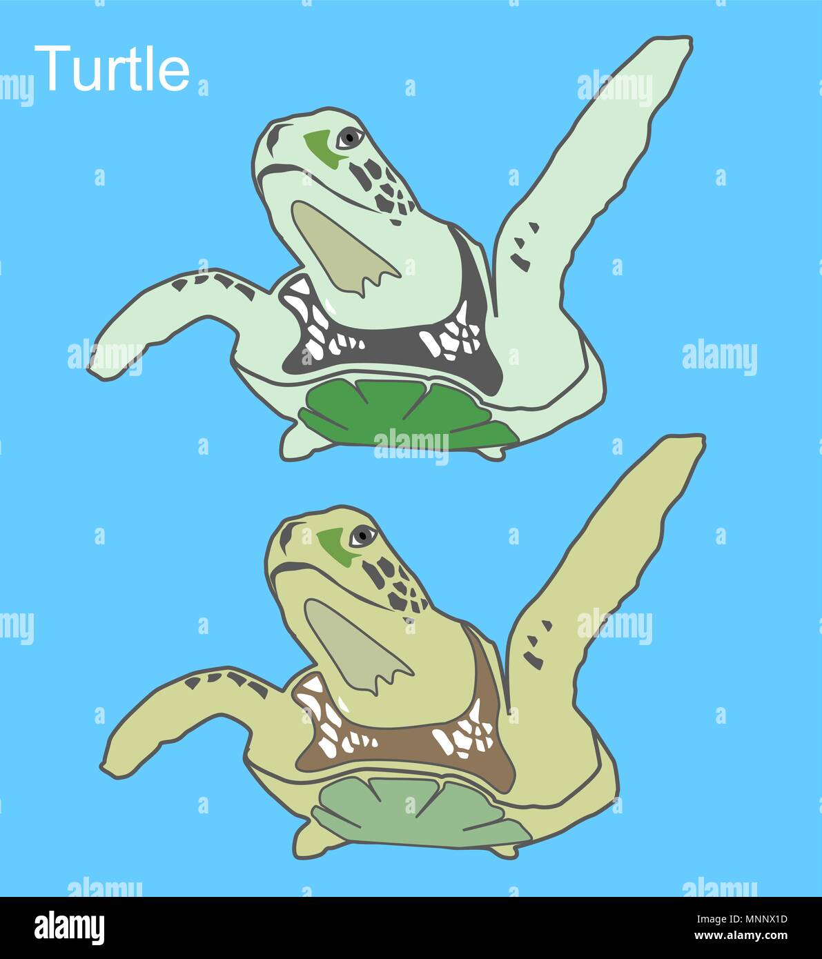 Colorful Pet Turtles