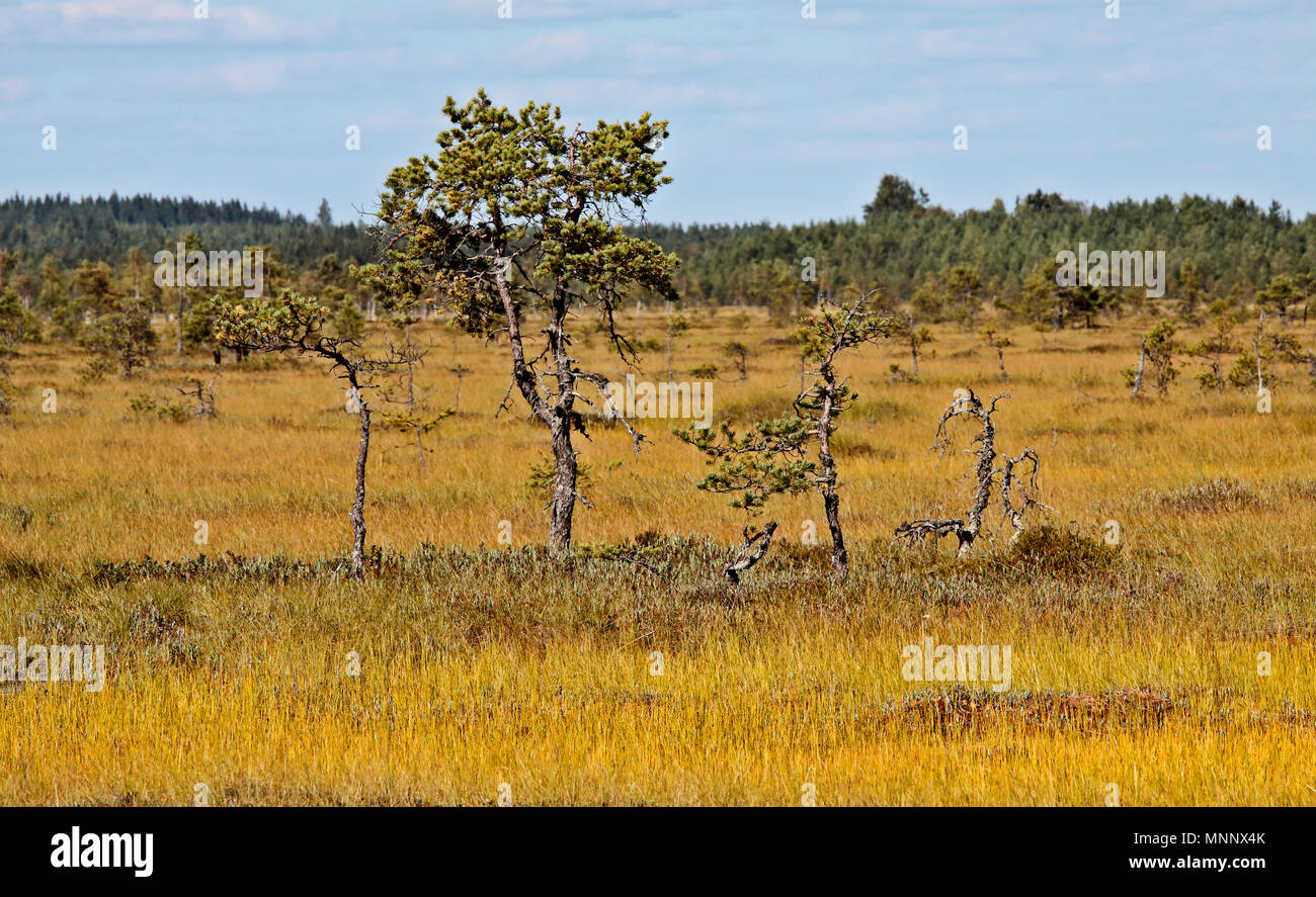 Finnish pine tree hi-res stock photography and images - Alamy