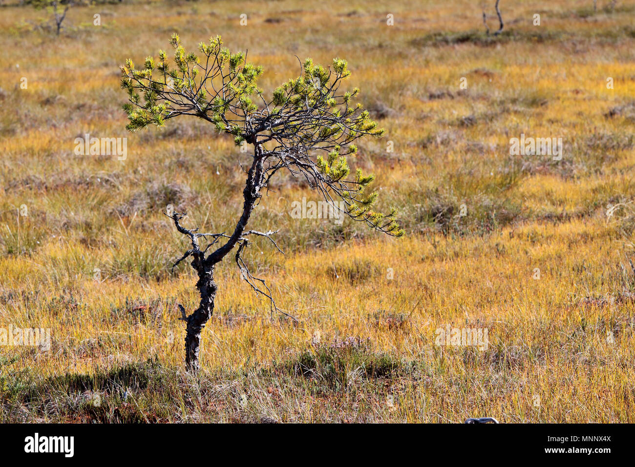 Bog pine branch in hi-res stock photography and images - Alamy