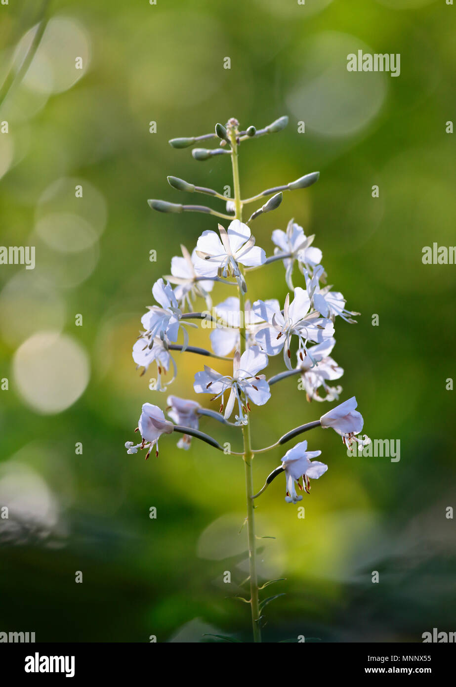 Albino flower hi-res stock photography and images - Alamy