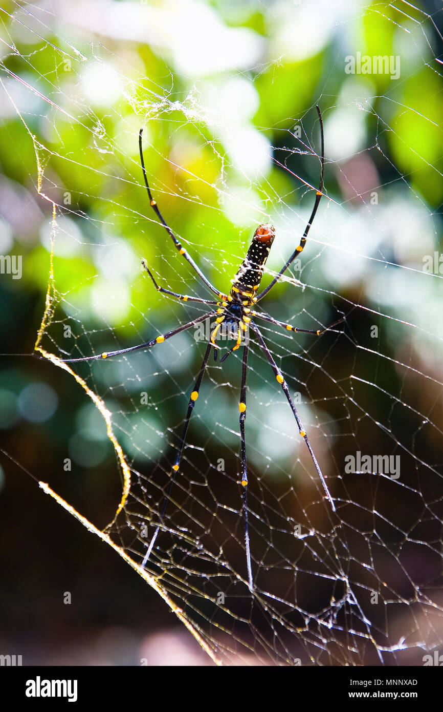 Spiderweb roundabout hi-res stock photography and images - Alamy
