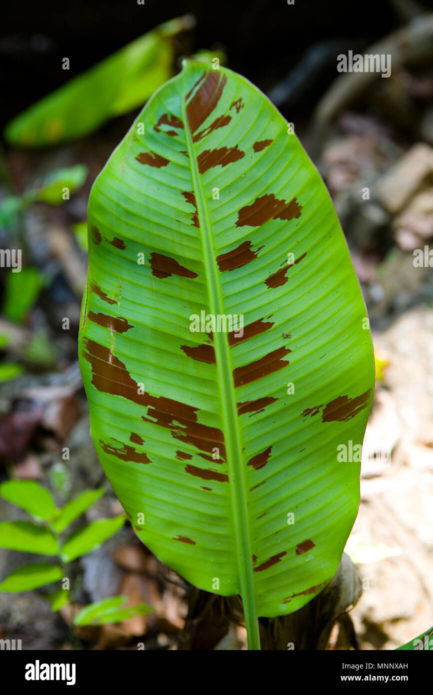 A large beautiful multi-colored leaf of an exotic plant. Close-up Stock ...