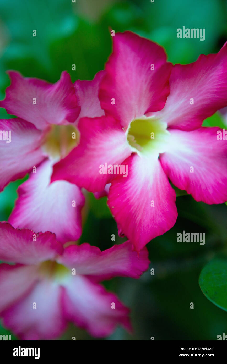 Colored petals hi-res stock photography and images - Alamy