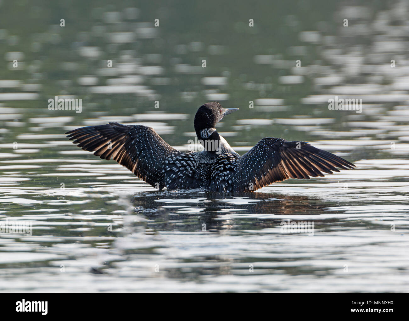 Male mating behavior hi-res stock photography and images - Alamy