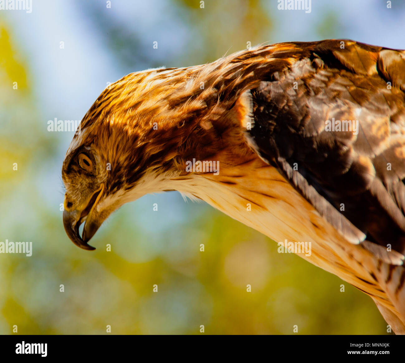Red-Tailed Hawk peering down at prey - out of frame Stock Photo - Alamy