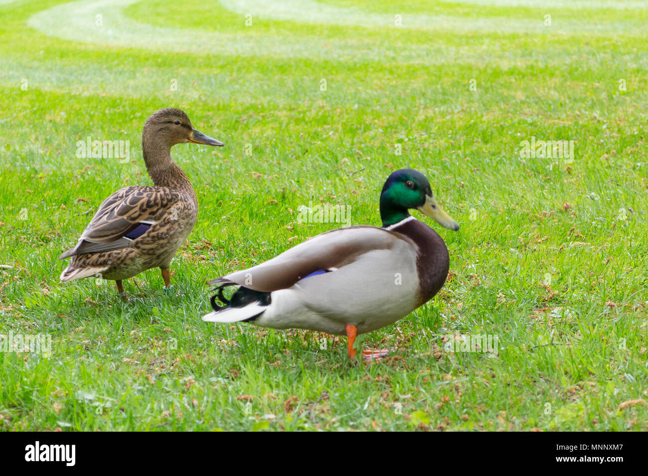 Two male mallards hi-res stock photography and images - Alamy