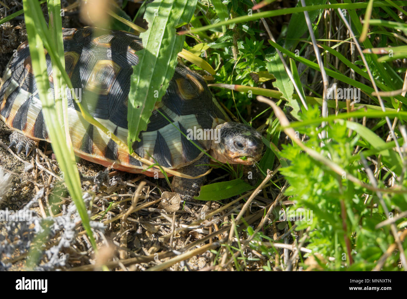 Juvenile leopard tortoise hi-res stock photography and images - Alamy