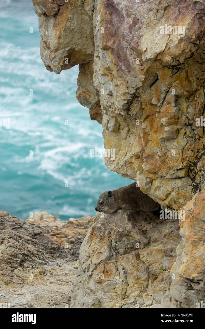 Rock dassie (rock hyrax) on the shoreline of Walker Bay, Hermanus ...