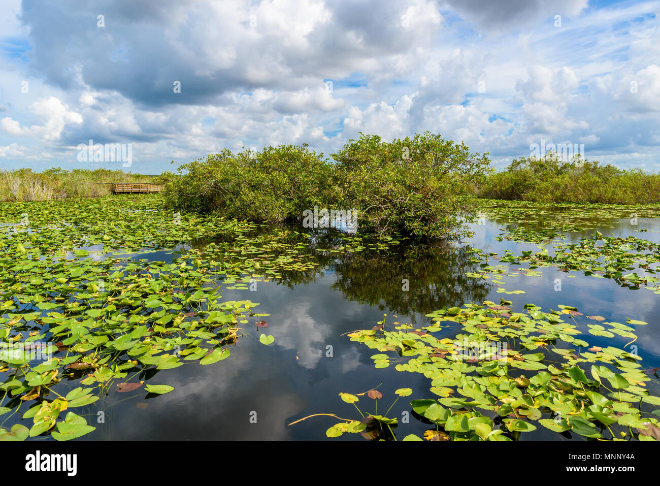 Anhinga Trail of the Everglades National Park. Boardwalks in the swamp ...
