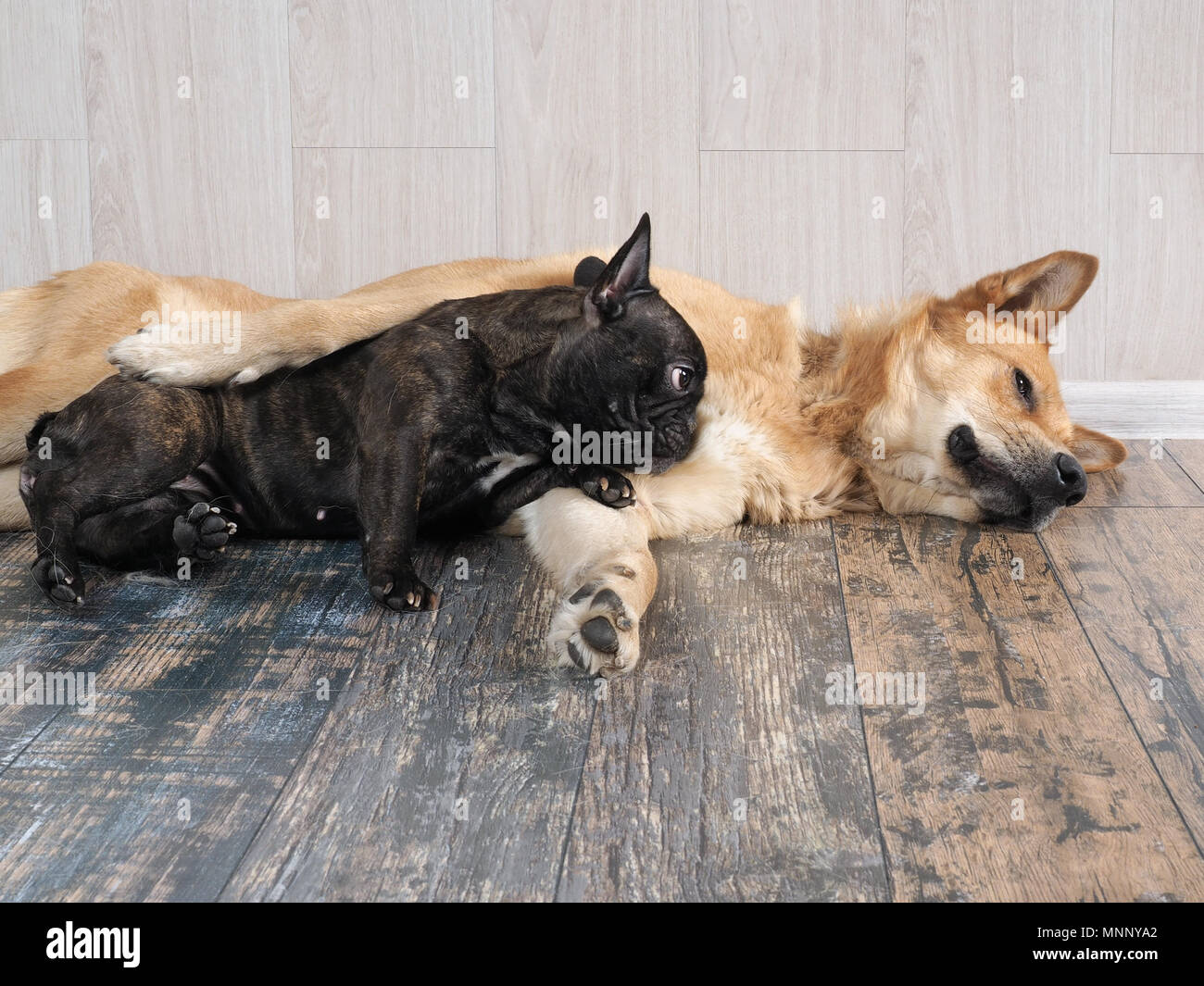 Funny dogs in the room. French bulldog and a mixed breed Akito-inu ...