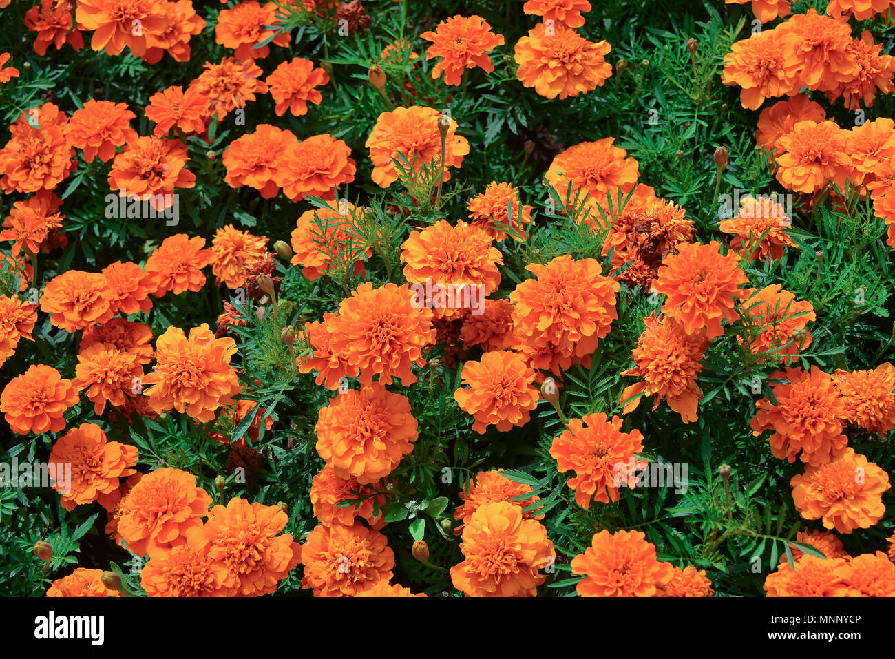 Tagetes flowers background Stock Photo - Alamy