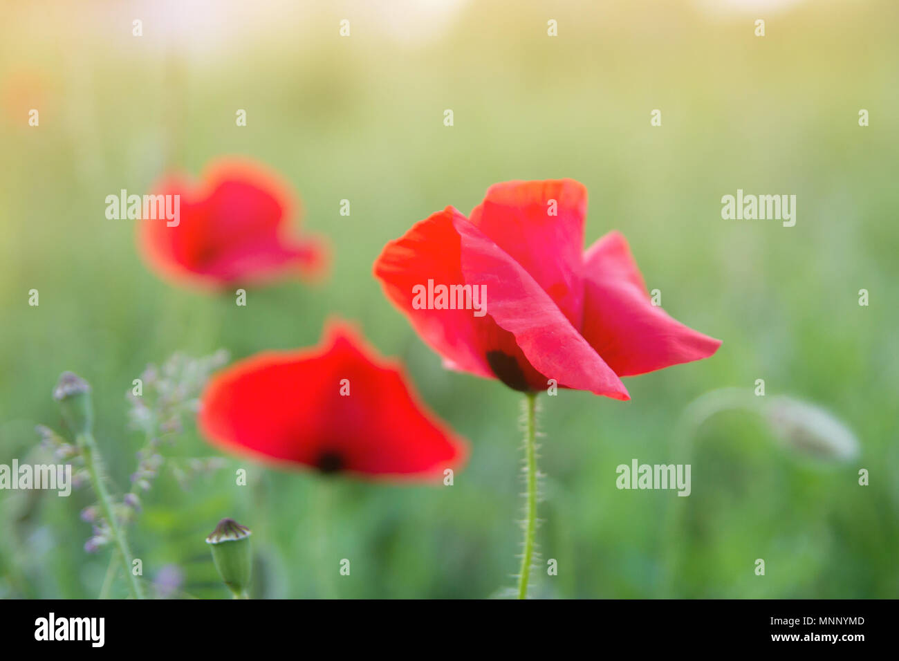 Wild poppies hi-res stock photography and images - Alamy