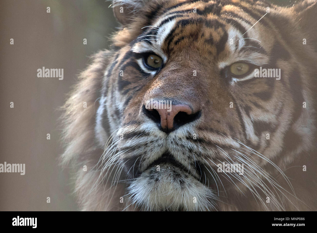 Beautiful siberian tiger head that is sharp in the middle and out of ...