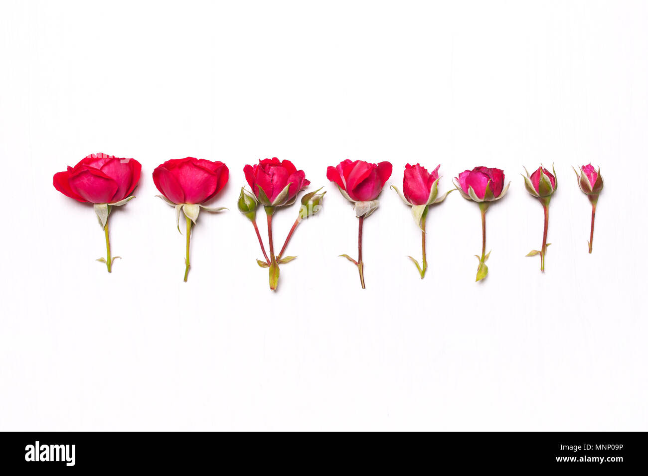 Greeting card pink roses Cut Out Stock Images & Pictures - Alamy