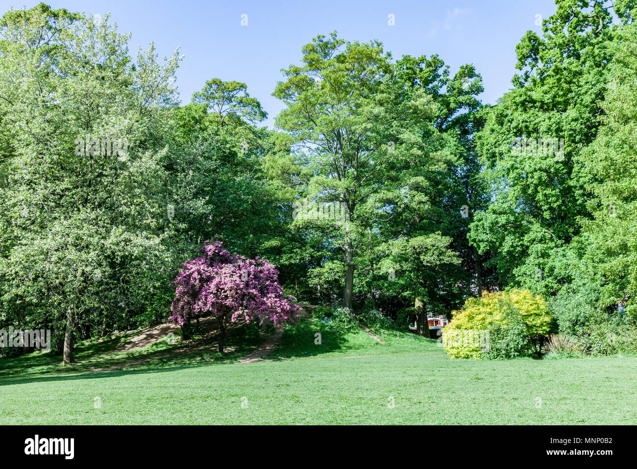 Hawthorn crimson cloud hi-res stock photography and images - Alamy