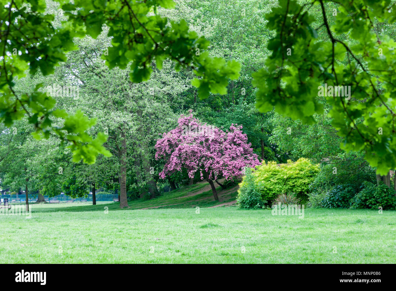 Hawthorn crimson cloud hi-res stock photography and images - Alamy