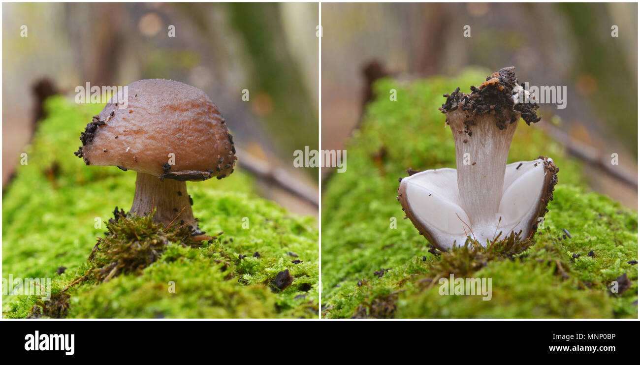 Pluteus cervinus hi-res stock photography and images - Alamy