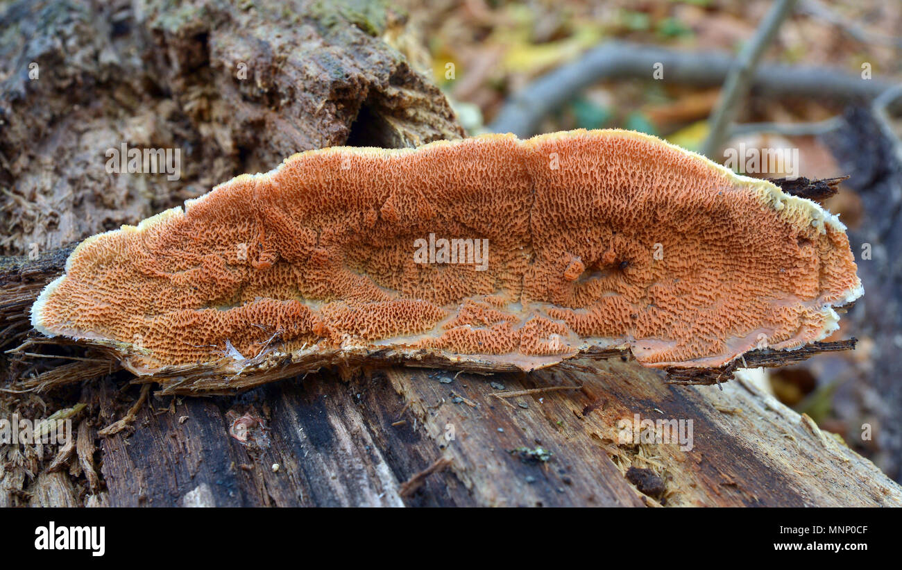 phlebia tremellosa fungus, synonym merulius tremellosus, jelly rot ...