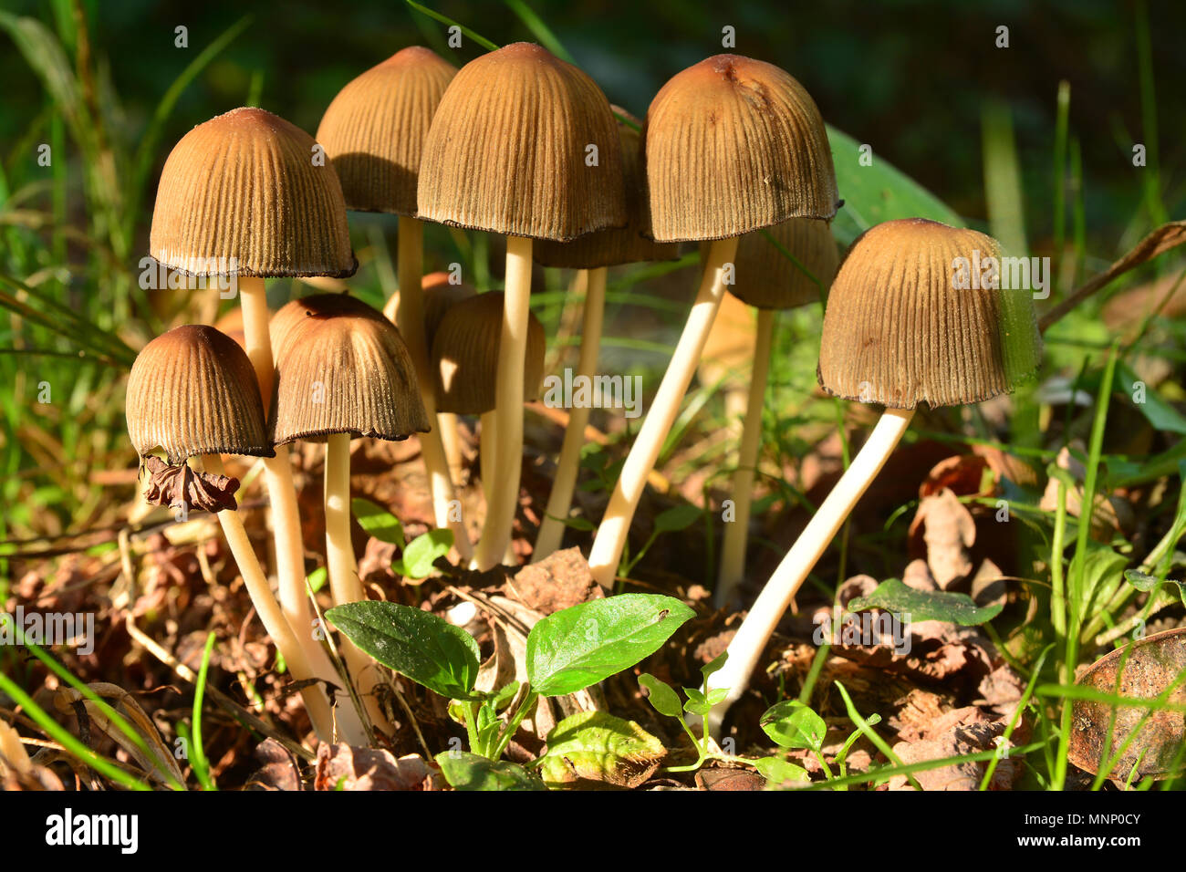 coprinellus micaceus mushroom, commonly mica cap, shiny cap and ...